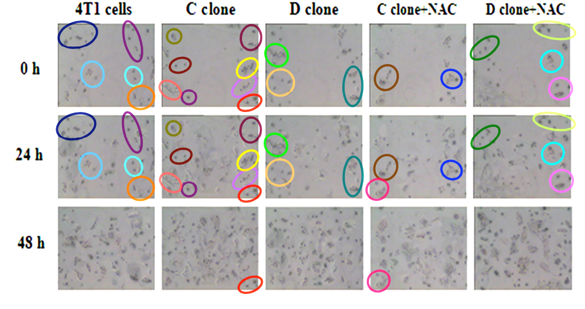 What is Research Misconduct? Part 2: Falsification – Science Integrity ...