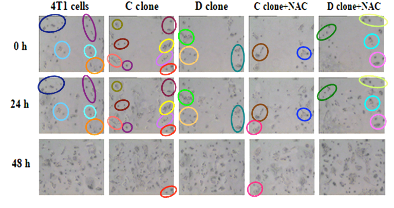 What is Research Misconduct? Part 2: Falsification – Science Integrity ...