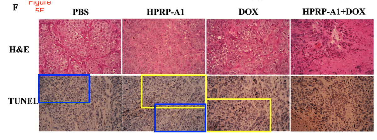 No Manipulation Was Detected in This Image – Science Integrity Digest