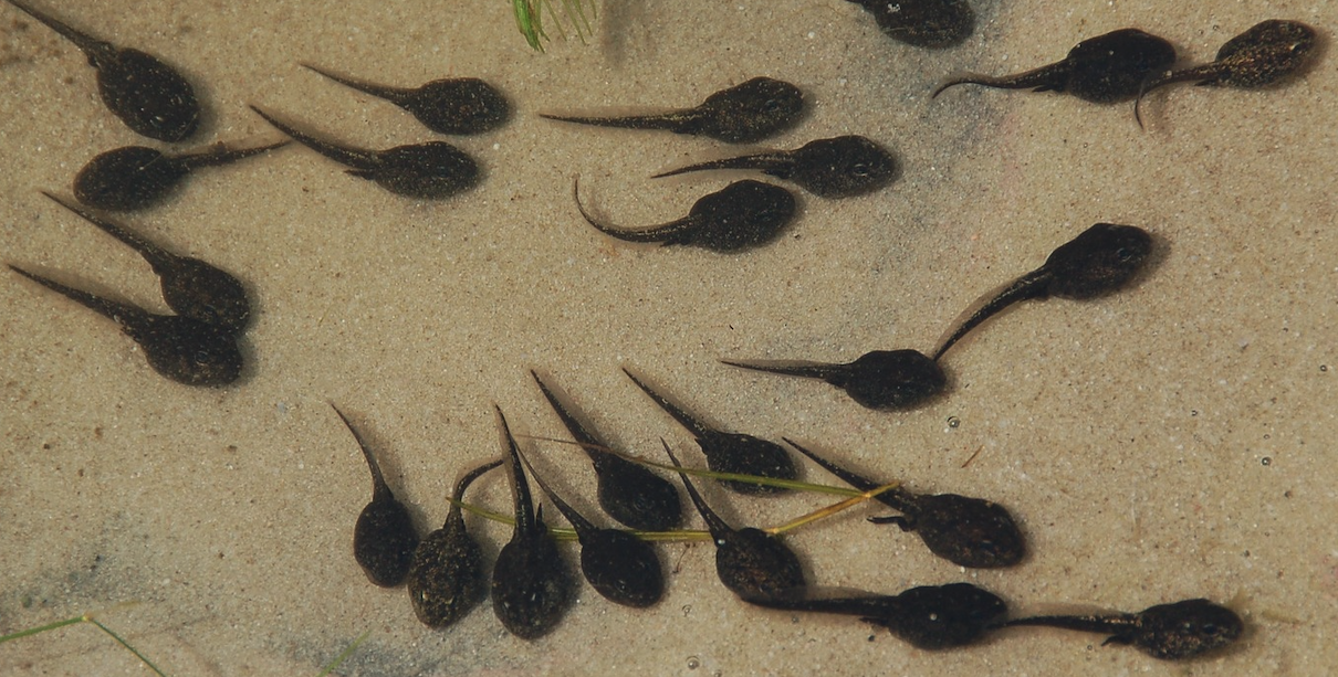 The Tadpole Paper Mill – Science Integrity Digest