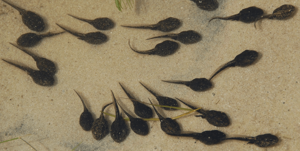 The Tadpole Paper Mill – Science Integrity Digest