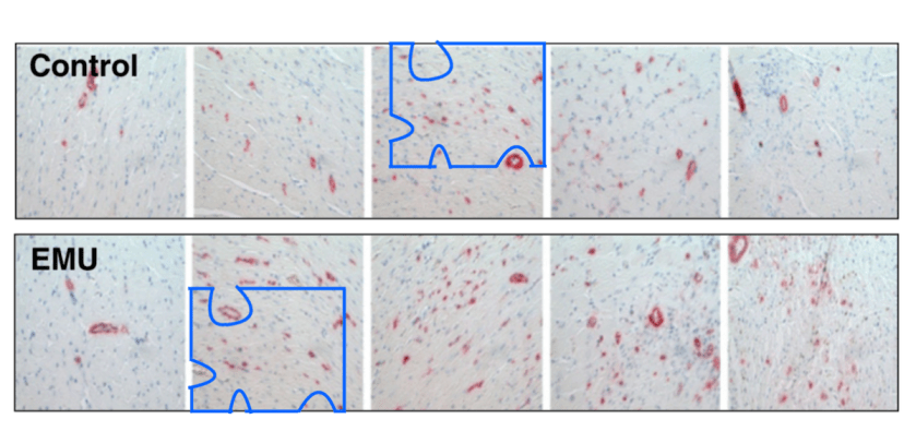 JACC wins the first “This Image Is Fine” Award – Science Integrity Digest
