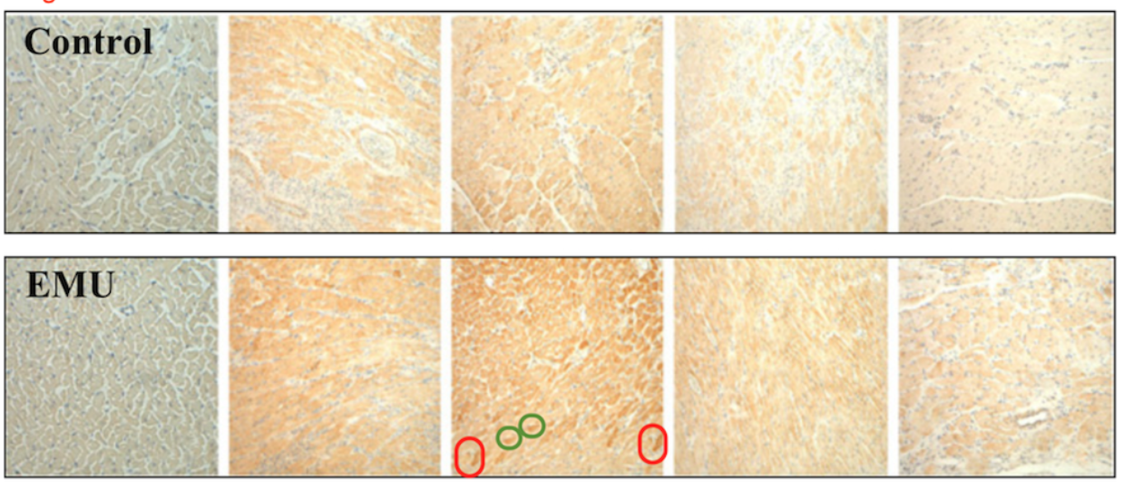 JACC wins the first “This Image Is Fine” Award – Science Integrity Digest