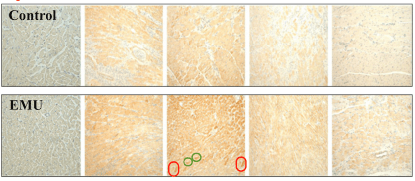 JACC wins the first “This Image Is Fine” Award – Science Integrity Digest
