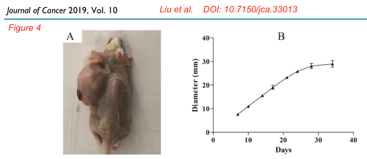 Animal ethics misconduct: mice with very large tumors – Science ...