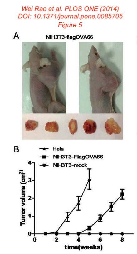 Animal ethics misconduct: mice with very large tumors – Science ...