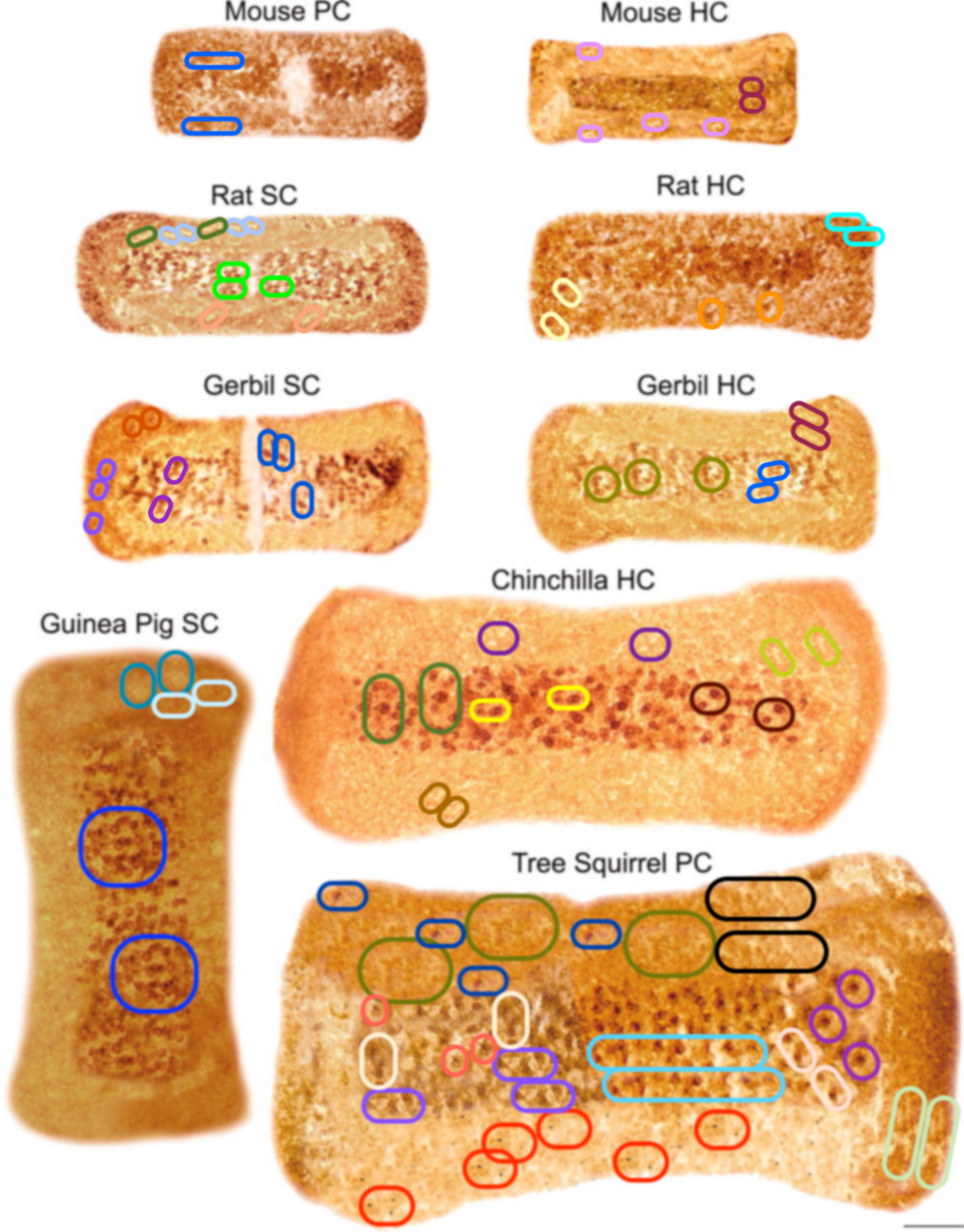 The Surgisphere Founder and the Melba Toast figure – Science Integrity ...