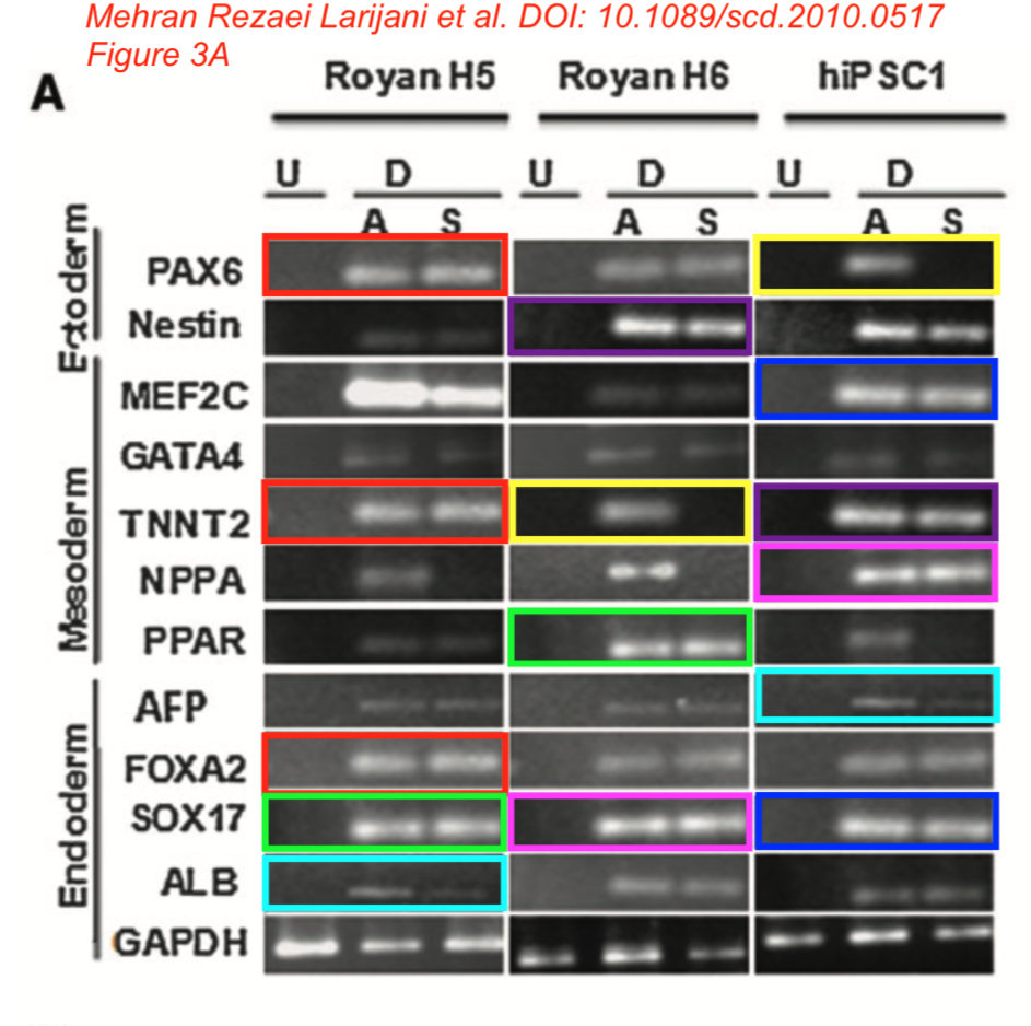 46 papers from a Royan Institute professor – Science Integrity Digest